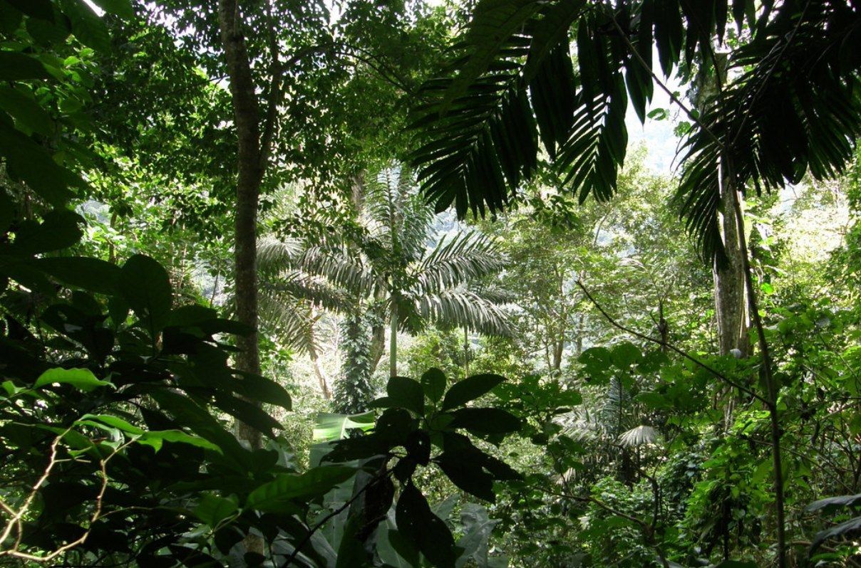 bosquesVzla – Ecología y dinámica de los bosques de Venezuela